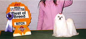 DOG SHOW HOLLYWOOD PARTY マルチーズ