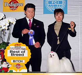 DOG SHOW HOLLYWOOD PARTY マルチーズ
