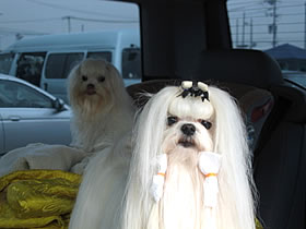 DOG SHOW HOLLYWOOD PARTY マルチーズ