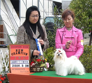 DOG SHOW HOLLYWOOD PARTY マルチーズ