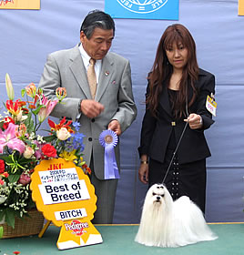 DOG SHOW HOLLYWOOD PARTY マルチーズ
