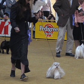 DOG SHOW HOLLYWOOD PARTY マルチーズ