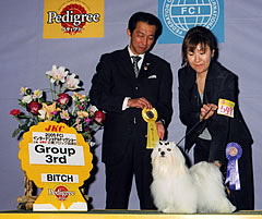 DOG SHOW HOLLYWOOD PARTY マルチーズ